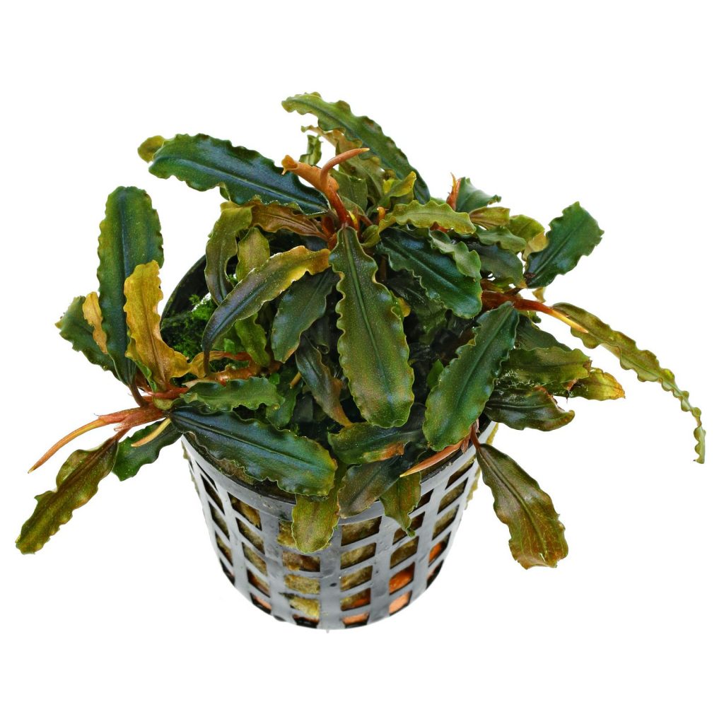 Bucephlandra sp. Catherinea - EpicAquatics