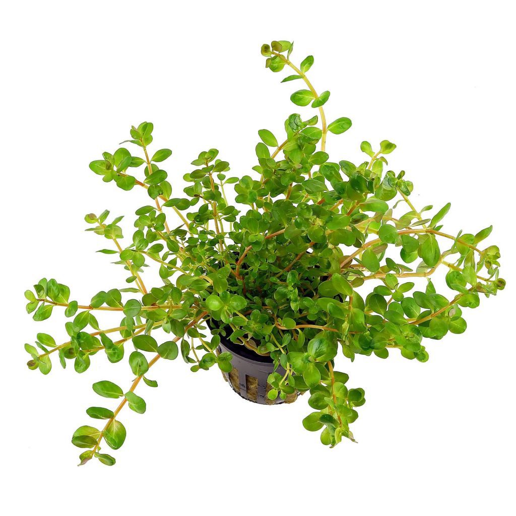 Rotala rotundifolia - EpicAquatics